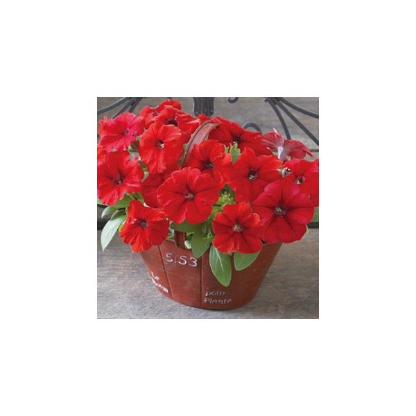 【F1ディーバ系】　枝が横に伸びすぎず、ドーム型にまとまる草姿バランスの良い品種。　強健性で猛暑となる夏にも咲き続ける性質の強さを持っています。一株でもボリュームの大鉢を作ることができます。花径約7cm。　　草姿、花色、花形も多様なバリエー...