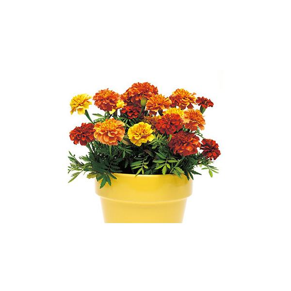 【孔雀草（フレンチマリーゴールド）】フレンチ系は草姿がやや矮性で横に広がり、比較的小さめの花がたくさん長期間咲く。とても珍しいピンクベージュ系の花色。春と秋には赤系〜ピンクベージュ〜クリームイエローと、1株で刻々と花色が変化する。高温期は黄...