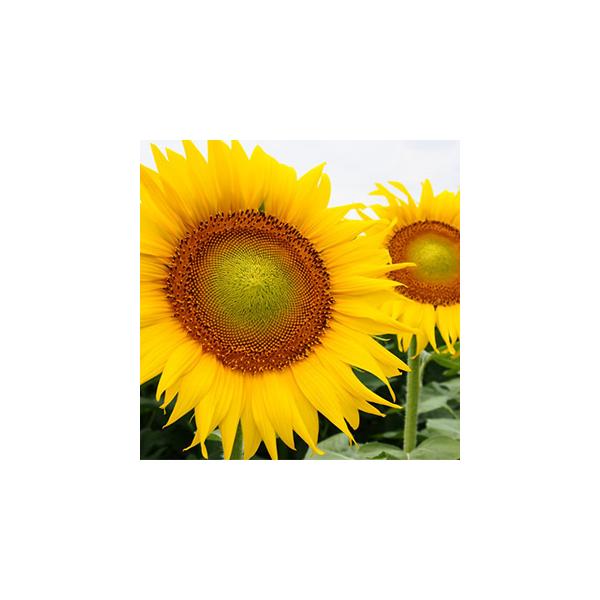 従来の景観用ひまわりに比べ開花が早く、草丈も低い品種です。花は目線の高さで、揃いが良く、大輪で見栄え良好です。一般地の5月播きで播種後55日程度で開花します。播種量:1〜1.5kg/10a（条播）：1.5〜2.0kg/10a（散播）■●容量...