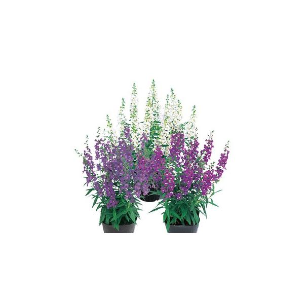 分枝性に優れ、暑さ、乾燥に強く、夏の花壇や寄せ植えに好適です。　ゴマノハグサ科 花径：約2cm
