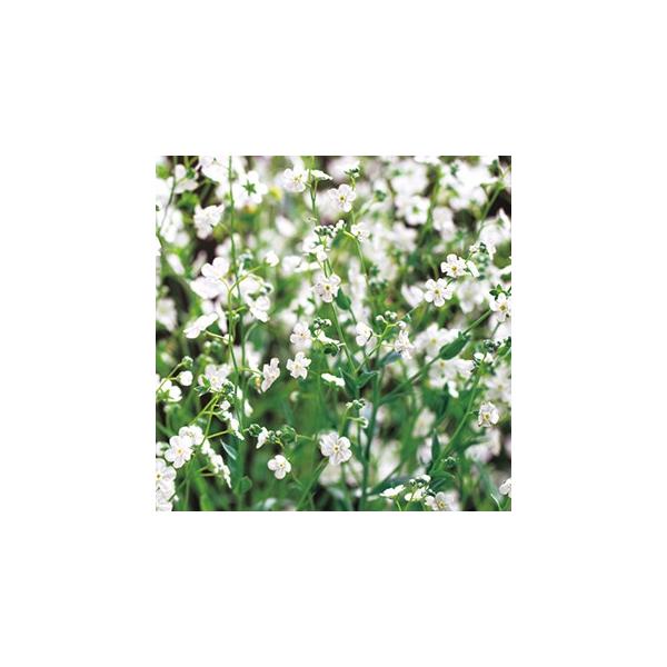 花径1cm程の白花がたくさん咲く。銀葉で白花とのコントラストがとても美しい。開花期間は10日〜2週間ほど。ムラサキ科
