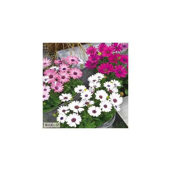 コンパクトにまとまる大輪系品種。基部からの分枝に優れ、花数が多い。花壇や寄せ植えに人気のパッションシリーズ。
