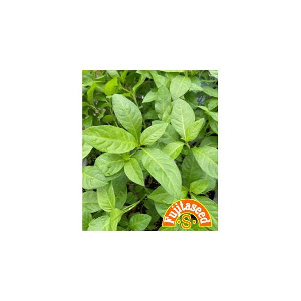 東南アジア原産のタデ科の一年草で、「タデアイ」とも言われてます。　苗床などに種まきし、発芽後適宜間引きます。本場7〜8枚の頃、畑やプランンターなどに植えつけます。水分を好みますので夏場に乾燥しないように水やりします。