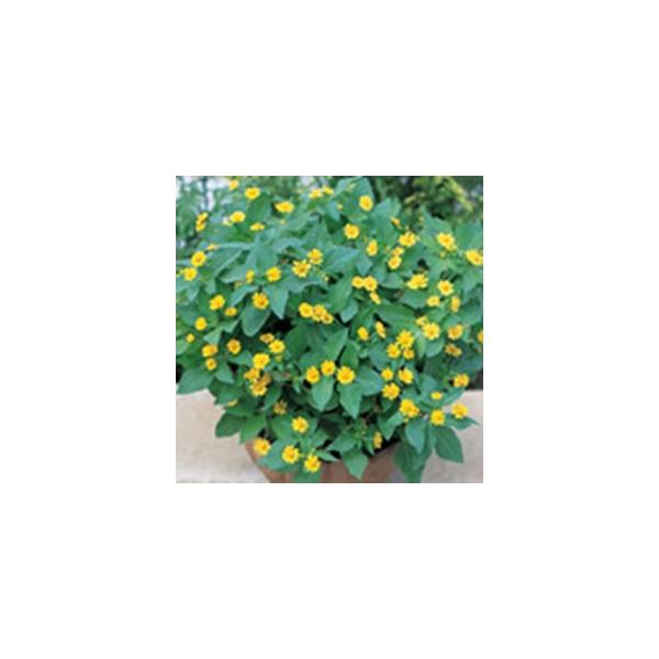 こんもりと茂った株に、明るい黄色の小花を休みなく咲かせます。高温多湿に強く、肥料分の少ない土地でもよく育つので、春まきして育てる丈夫な夏の草花として人気があります。