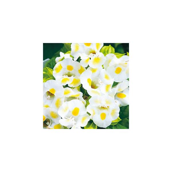 コンパクトな株で、栽培管理が容易なシリーズ。明るく鮮やかな花色で色別の開花差も少ない。白色に大きめの黄色目入り。