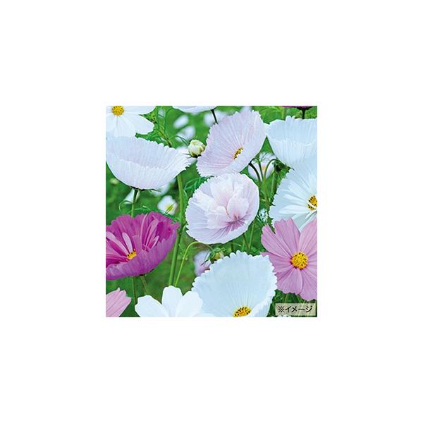 花弁が結合したカップ状の花が特長の珍しいタイプのコスモス。栽培容易で美しい切花でも花壇でも楽しめます。ユニークなカップ状の花弁と一重咲きがバランスよく開花して楽しめる混合種。