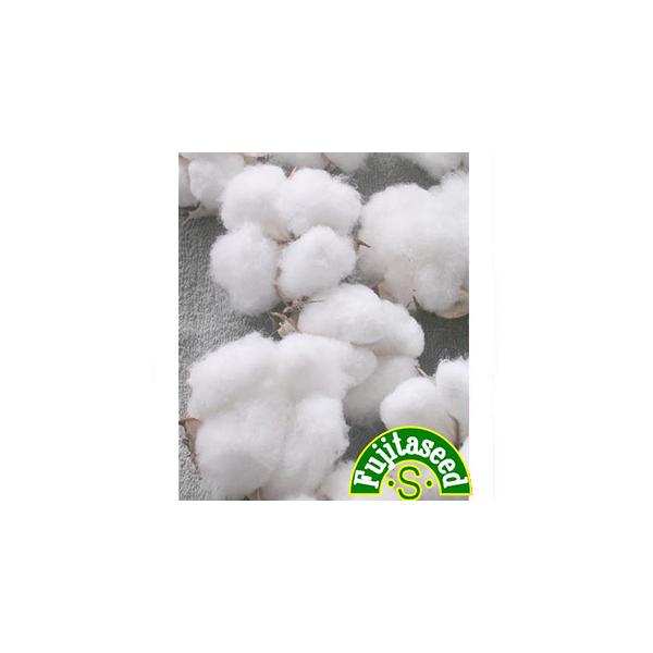 育生には日当たりと排水の良い弱アルカリ性土壌を好みます。　7月〜8月頃に花が咲き、約30日〜50日後に穂実より綿があふれ出てきます。　はじけた綿は雨にあてると固くなってしまいます。ハマキムシの幼虫が発生しやすいのでご注意下さい。　短繊維タイ...