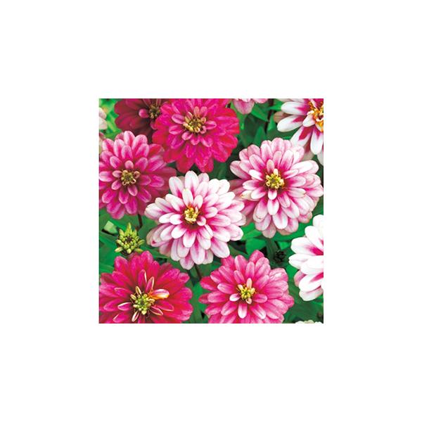 【矮性種（種間雑種） ザハラ系 八重咲き】　エレガンス種とリネアリス種の交雑から生まれた種間雑種で花弁数の多い4〜5cmの花が次々に開花し、暑さや病気に強い。直射日光の下でも花色が退色しにくく、長期間楽しめる。乾燥にも強いので、夏花壇におす...