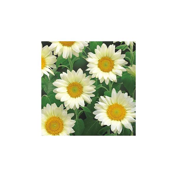 黄芯で花弁は白〜淡黄色で中心ほど黄色味が強いユニークカラーの高性種。無花粉で切花にもおすすめ。　　【ひまわり】　タネから簡単に育てられて、成長も早く、花をすぐに楽しめる人気の草花。草丈の低いタイプは花壇や鉢植えに、高いタイプは切り花や景観に...