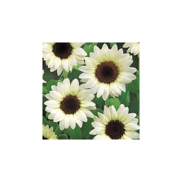 白〜淡黄色の花弁に黒芯。茎は丈夫で枝分かれ少なく、無花粉で切り花にも向く。【ひまわり】タネから簡単に育てられて、成長も早く、花をすぐに楽しめる人気の草花。草丈の低いタイプは花壇や鉢植えに、高いタイプは切り花や景観におすすめ。キク科■●容量は...