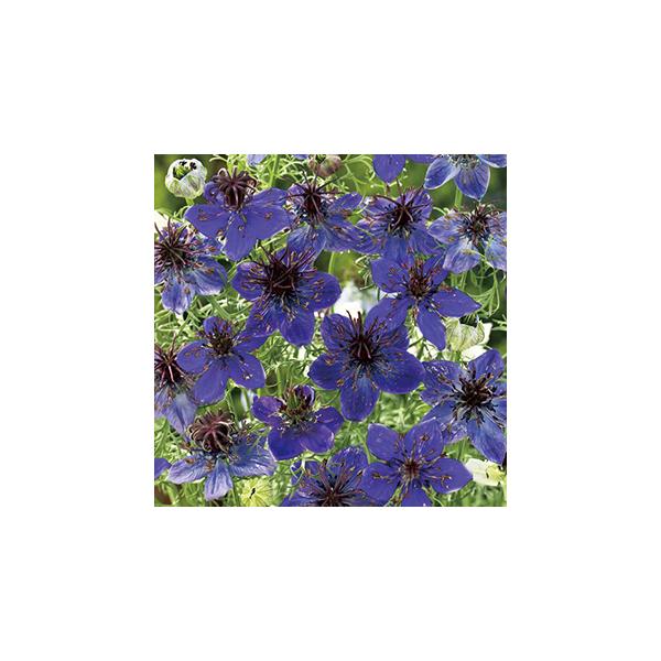 濃い青〜紫の花を咲かせる。【パピロサシリーズ】繊細な葉と変わった花の形が特徴。実は風船のように球状になりドライフラワーにしても楽しめる。【ニゲラ（くろたねそう）】直まきができて育てやすく、自然風の花壇によく映える人気のニゲラ。風変わりな花形...
