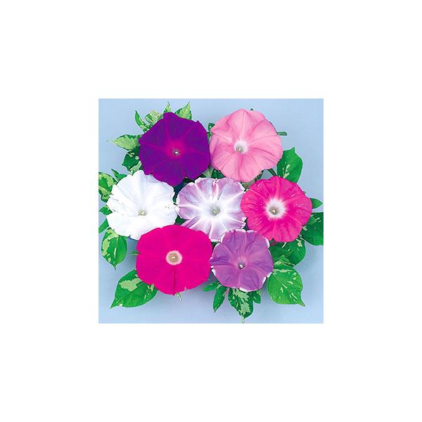 超巨大輪。　つるがあまり伸びないので、あんどん仕立てや鉢植えでトレリスにもおすすめです。　　ココがおすすめ　●豊富な花色と大きな花　見応えのある大きな花は最大で直径約18cmになります。一輪咲くだけで迫力満点です。　●涼しげな葉　葉は斑が入...