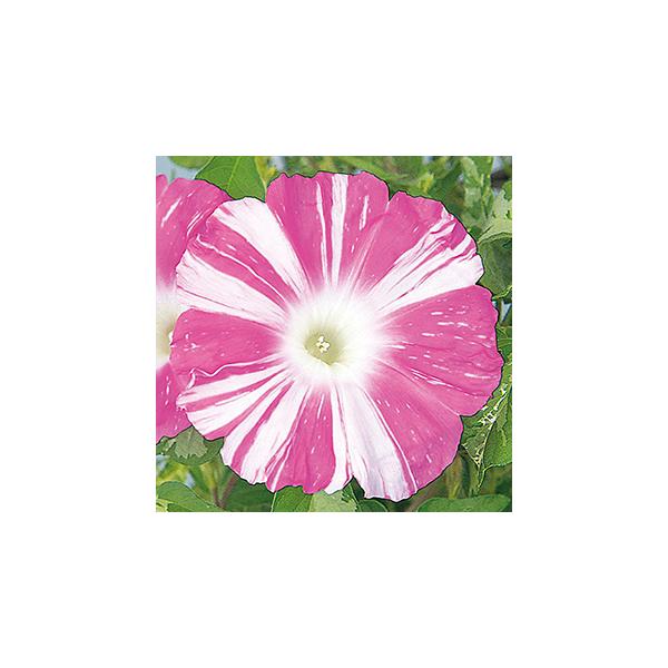 超巨大輪。葉に斑が入ります。つるがあまり伸びないので、あんどん仕立てや鉢植えでトレリスにもおすすめです。　　　【注意事項】　※ご注文完了後、品切れ等の事情が発生した場合ご注文を承れない場合がございます。あらかじめご了承ください。