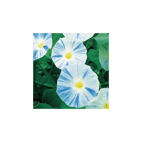 1花茎に3〜5輪を付け、短日開花性により暖かい地域では8月から霜のころまで咲き続けます。　　　【注意事項】　※白・青の単色で咲くことがあります。　※高温時は花色が変化しやすく、花付きが悪くなります。