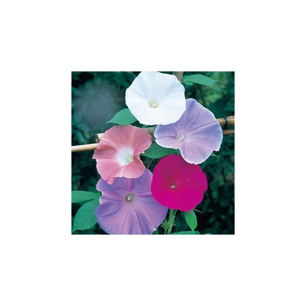 タネまきから約50日で開花する早咲き種。つるがよく伸び、垣根向きです。