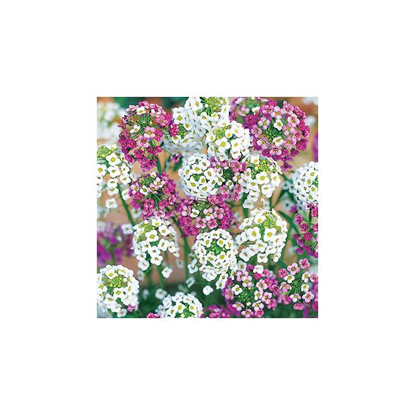 小さな花が集まった手まりのような花房で覆われる草姿と、ほのかな香りが魅力です。極端な暑さと寒さは苦手ですが、開花期間も長く、花壇やコンテナガーデンに適します。
