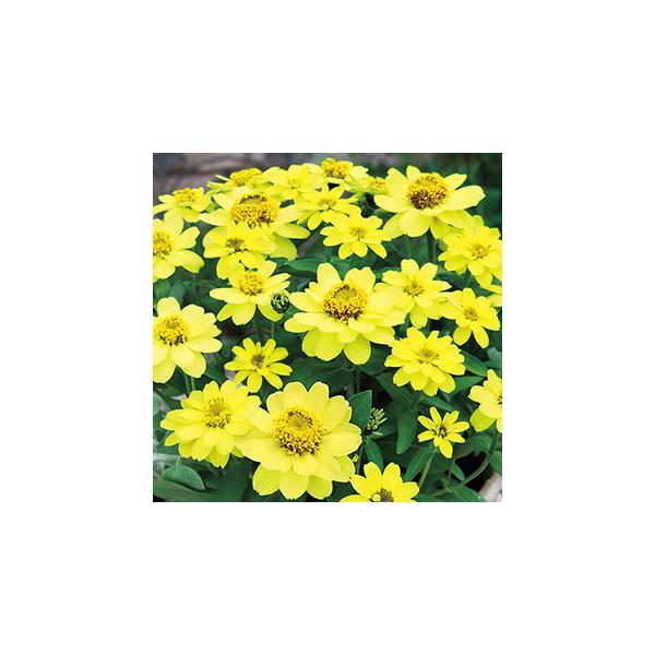 豊富な花色！すっきり一重咲きのプロフュージョンは育てやすいので初心者にもおすすめです！　　ココがおすすめ　●暖地での栽培の致命傷であるうどんこ病や斑点病に強く、丈夫で育てやすい。　●コンパクトな株で開花を始めるため、開花期も長い。カラフルで...
