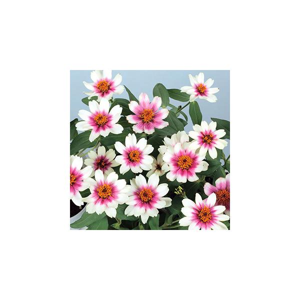 豊富な花色！すっきり一重咲きのプロフュージョンは育てやすいので初心者にもおすすめです！発色のよい花色なので、コントラストを付けたい花壇などで使うことができます。夏のみならず秋にも十分に観賞でき、気温が低くなるにつれて花色も濃く味わいのある色...