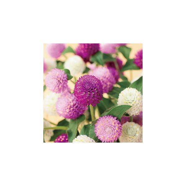 切り花にも向く、茎が硬い品種です。真夏の暑い時期でも元気に咲き続けます。　　　【注意事項】　※今回単色で販売していない花色を含みます。