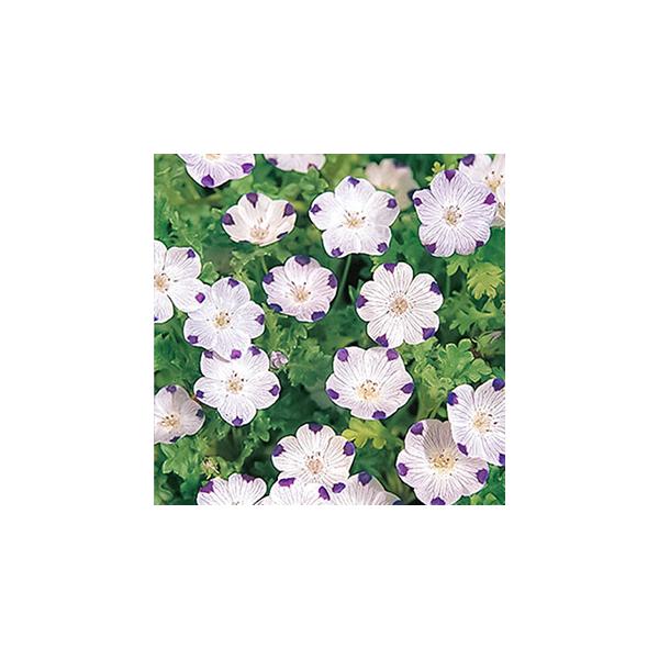 花壇に直まきで簡単栽培。コンパクトな草姿と爽やかな花色は、花壇だけでなくコンテナの寄せ植えや壁掛けにも適します。