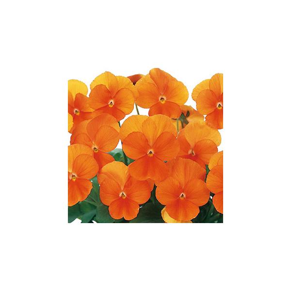 温かみのある濃い橙色です。　　ココがおすすめ　●なんといっても豊富な花付き！　●生育のよさと株のまとまりのよさを両立　●花がやや上を向いて咲く「アップフェース」