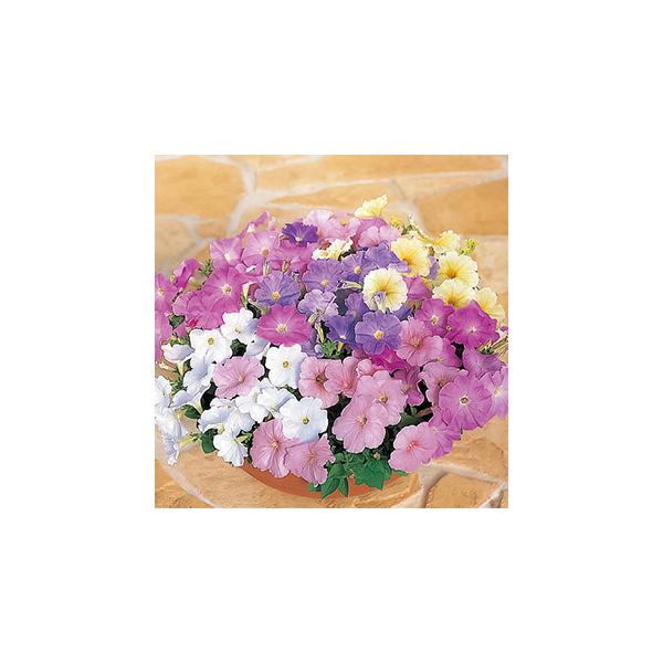 厚い花弁は雨による傷みが少なく、タネまき後約70日で開花する早生種です。