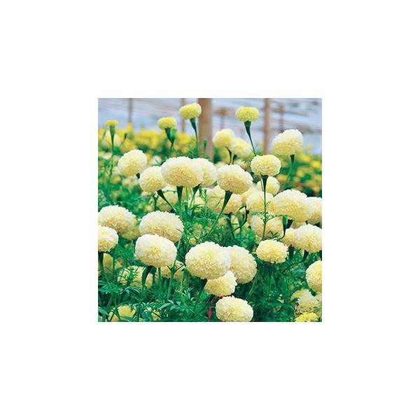 【万寿菊（アフリカンマリーゴールド）】アフリカン系は花が大輪で耐暑性があり、夏〜晩秋まで楽しめる。栽培容易。切り花向けで花首は硬くよく伸び、花径約8cmの安定したボール状の白花を咲かせる。暑さに強く耐病性も強い。【マリーゴールド】「聖母マリ...