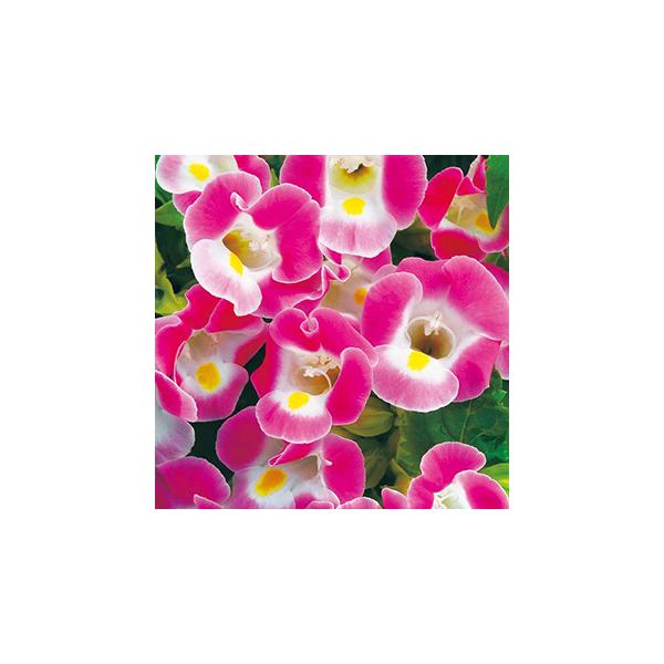 夏の暑さに強くて多数の花を長期間咲かせる育てやすい草花。アゼナ科■●容量は季節により変更となる場合がございますが、価格に変更はございません。●まとめ買いについて：メール便で10袋まで同梱できます。