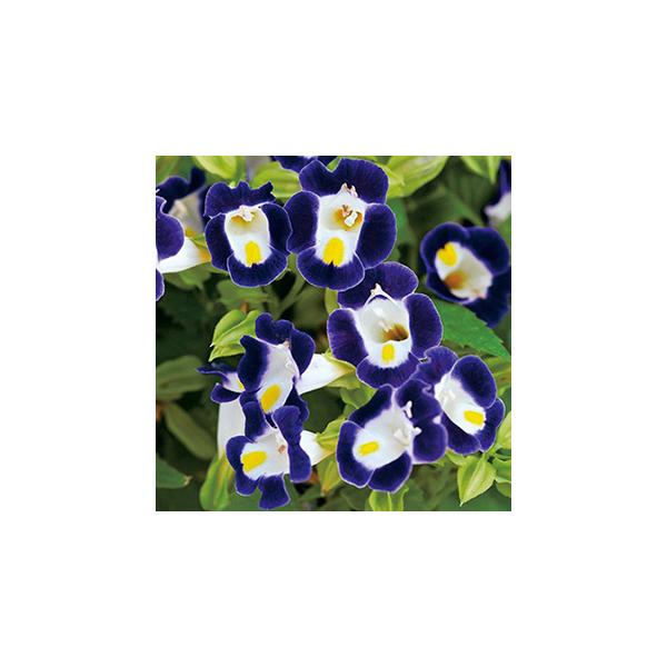 コンパクトな株で、多数の花を長期間咲かせる。栽培しやすく色鮮やかな花色。■●容量は季節により変更となる場合がございますが、価格に変更はございません。●まとめ買いについて：メール便で10袋まで同梱できます。