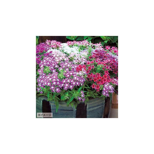 極矮性でコンパクトにまとまり、早くから花が咲きだす。様々な花色の混合で初夏の花壇に彩りをそえる。ハナシノブ科※混合種子は品種により発芽や初期生育に差が出ることがあり、生育の早いもの、旺盛なもののみを育てると、花色が偏る場合があります。■●容...