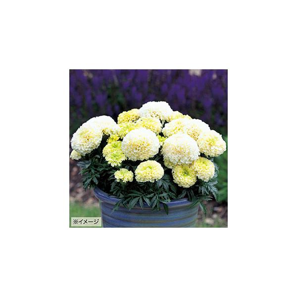 万寿菊（アフリカンマリーゴールド）】アフリカン系は花が大輪で耐暑性があり、夏〜晩秋まで楽しめる。栽培容易。咲き始めはやや黄色がかったクリーム色で、咲き進むに従い白さが増すユニーク種。分枝よく2番花の上がりが早いため長期間花で覆われる。草丈2...