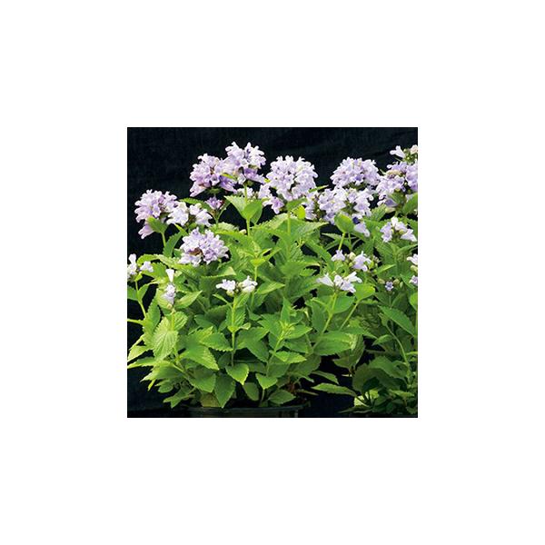 耐寒性があり1年目から開花する宿根草。葉はミントの香りで、鉢植えや花壇の縁取りにおすすめ。シソ科■●容量は季節により変更となる場合がございますが、価格に変更はございません。●まとめ買いについて：メール便で10袋まで同梱できます。