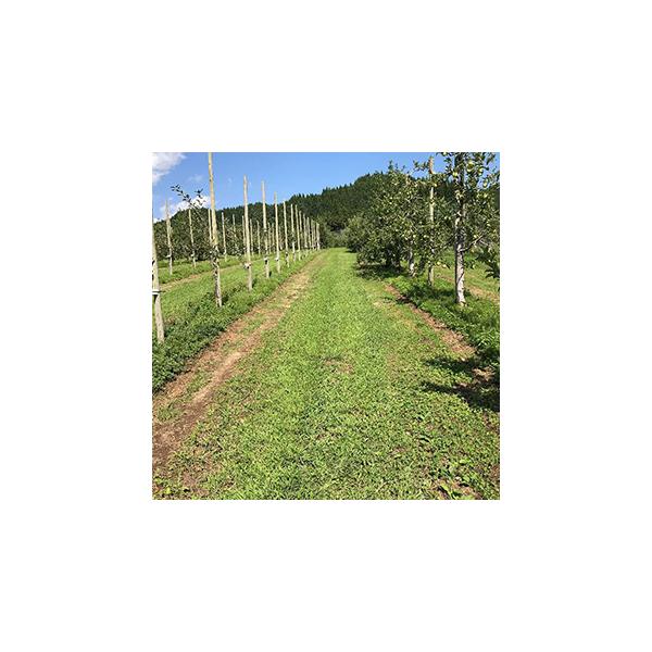 早期に地表面を被覆し、雑草抑制、土壌の乾燥や地温上昇を抑える草丈の低い品種の混合で、草刈り作業が軽減できる■容量は季節により変更となる場合がございますが、価格に変更はございません。この商品はメール便不可です。宅配便でのお届けとなります。