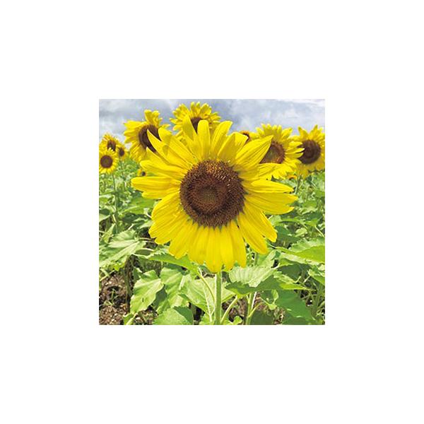 開花期の草丈は、140〜170cm。適期まきの場合、開花までの日数は50〜60日前後。美しい黄色い花を咲かせ、開花そろいも良いため景観用にも好適。根が深く張るため、土壌物理性が改善できる。後作が菌根菌を共生しやすい宿主作物の場合、その作物が...