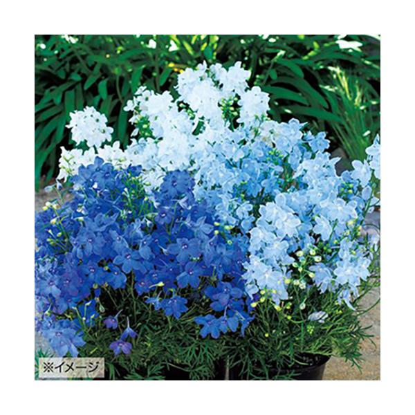 シネンシス系の青〜淡青〜白花のミックス種で、可愛らしい小花を多数咲かせる。生育旺盛でよく分枝し茎も強い。花壇で人気が高く、高級な装飾花としても有名。キンポウゲ科播種期：9〜10月、3〜4月（寒地）発芽温度：15〜20℃※混合種子は品種により...