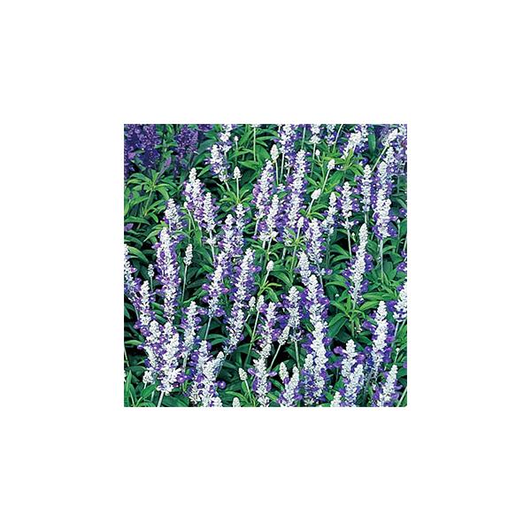 ■発芽温度：20〜25℃■蒔き時期：4〜6月■開花時期：7〜10月■高さ：約30cm