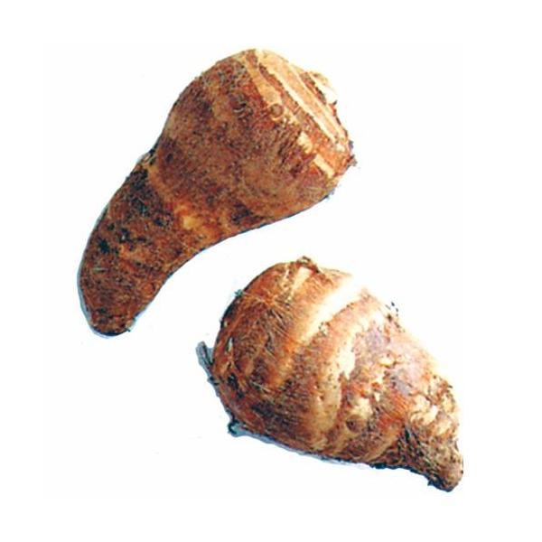 親芋も子芋も茎も食べられる晩生種。里芋の中ではほっこり、ふわっとした食感です。揚げだしにするととてもおいしい。 容量：300g（2〜3個）  ■この商品はメール便不可です。宅配便でのお届けとなります。