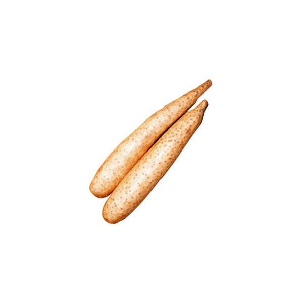 品種名：ねばり芋 特徴：根重40〜60cm位の首部が短く、尻部の太い栽培の容易な短型とろろ芋。(従来のナガイモより2〜3割短型になります。  ※より詳しい品種の詳細についてはPC版でご覧ください   商品内容：種芋 5本入り   *商品は生...