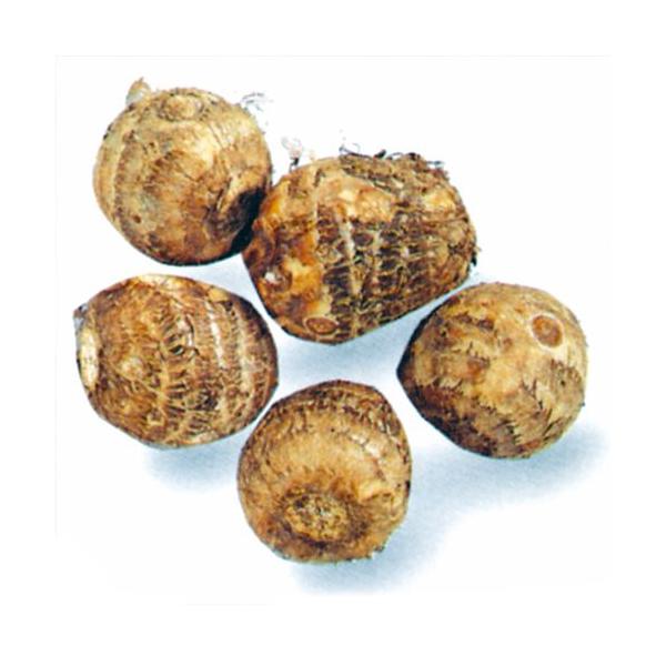 里芋の中では、比較的低温度での芋の着生が旺盛。 里芋初心者向けの品種といえます。肉質には粘りがあり、蒸した時に皮離れが良いです。 皮ごと蒸して塩を振って食べる里芋の食べ方「きぬかつぎ」はこの石川早生の子芋を使います！ 容量：500g（7〜1...