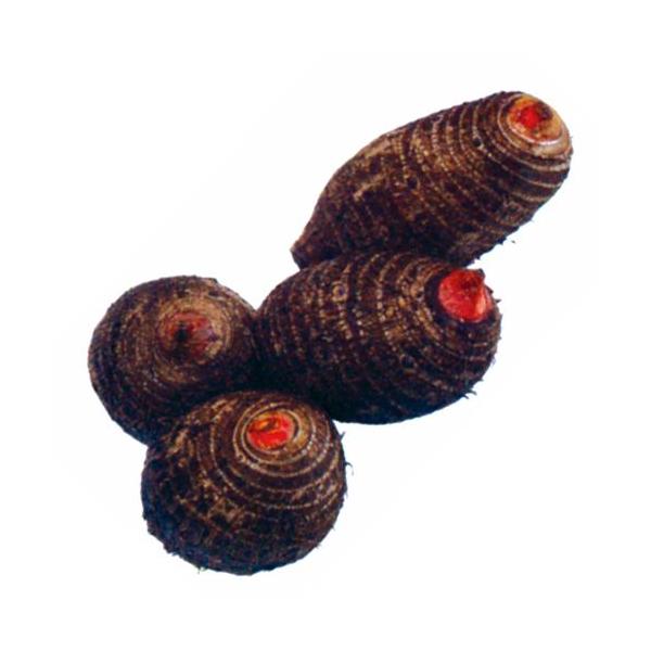 暖地向きの品種です。芽が赤いので「赤芽大吉」と呼ばれています。 親イモは肥大性がよく、子芋も形がよい。 肉質はやわらか。ぬめりも少ない。 容量：500ｇ（4〜5個）  ■この商品はメール便不可です。宅配便でのお届けとなります。