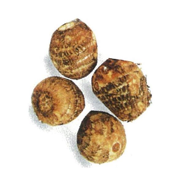 非常に収量が多い早生品種です。 肉質は粘りがありますがホクホク感もあり、煮崩れしにくいのでおでんの具に最適。  容量：500g（7〜10個）  ■この商品はメール便不可です。宅配便でのお届けとなります。