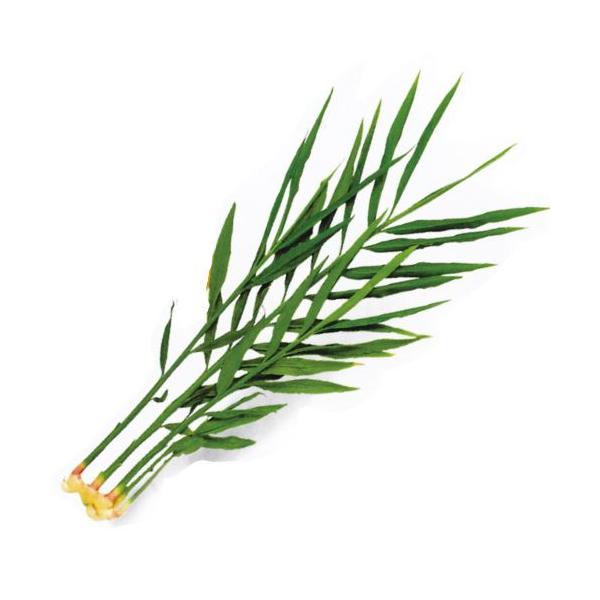 ピリッとした辛味があり、一般的に売られている品種です。辛味、香りとも強く芽数も多い！おろしなど用途も広い！！ 容量：300g  ■この商品はメール便不可です。宅配便でのお届けとなります。　