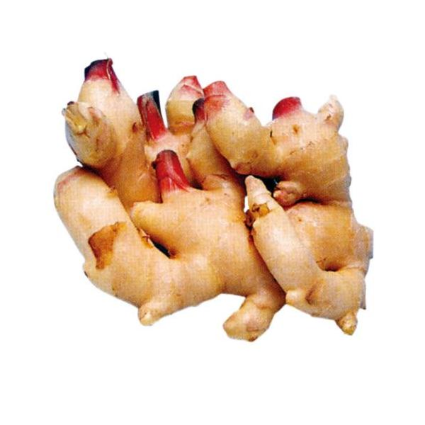 爽やかな辛みと芳香があり、薬味や漬物にピッタリ!生育旺盛な大生姜です。初霜が降りるまでグングン肥大する大生姜晩生品種で小生姜より辛みが少なく殺菌作用があるほか薬効が高い香辛野菜です。