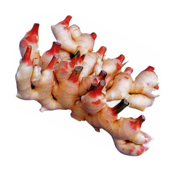 辛みはマイルド、肉厚な生姜です。永く愛されている高知の在来種。醤油漬けや佃煮に最適！ 容量：700g  ■この商品はメール便不可です。宅配便でのお届けとなります。　