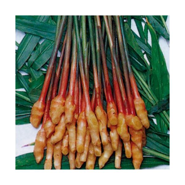 刺身のつまや漬物にぴったりの芽が赤い生姜です。　金時生姜は他の生姜と異なり、日本独自の品種で、栽培方法も違います。大きさは小さめで、辛味と香りが強いのが特徴です。　一度栽培すると10年は畑を休ませなければならないほど、土壌の栄養を吸収して育...