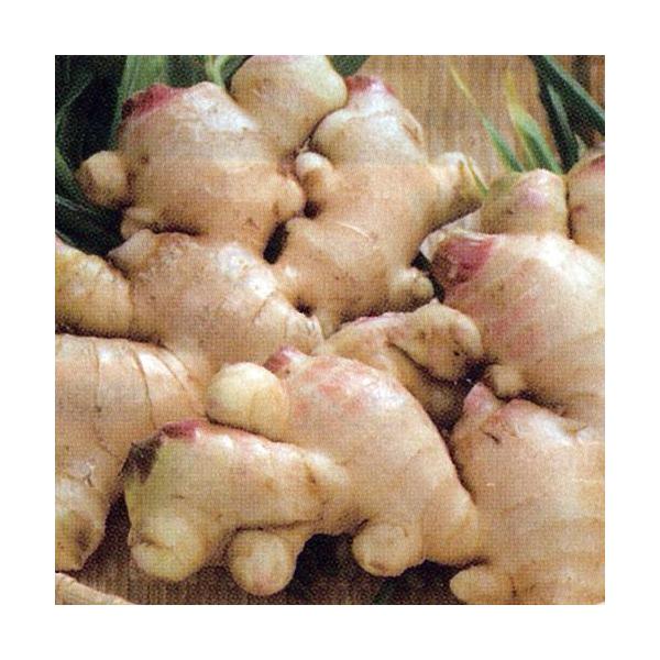 薬味用のショウガとして定番の品種。辛みも適度で柔らかく、食味は良好。 容量：300g  ■この商品はメール便不可です。宅配便でのお届けとなります。　