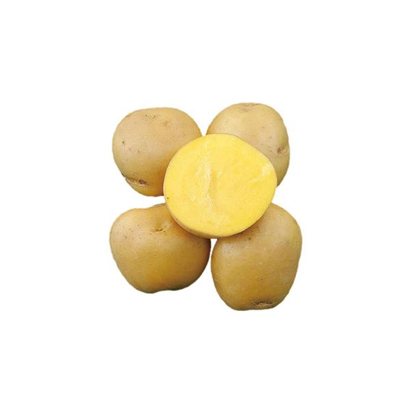 品種名：ながさき黄金  商品内容：種芋 500g入り非常に甘味の強い品種で、シンプルに塩だけの味付けでも美味しく食べられることが特徴です。黄色く甘いじゃがいも代表の「インカのめざめ」を改良して生まれたとても新しい品種です。まだあまり知られて...