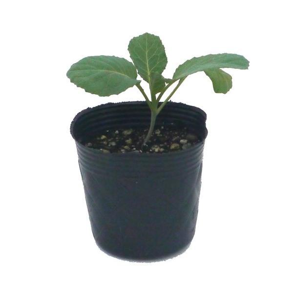 耐暑性強く、強勢で作りやすい早生種。定植後約90日で収穫でき、早どりができる。球は包被が深くて、しまりのよい球形で、球内部の色よく、食味にもすぐれている。直径2.5cmが収穫適度の大きさで、1株60球以上もできる。 容量：6本  ■この商品...