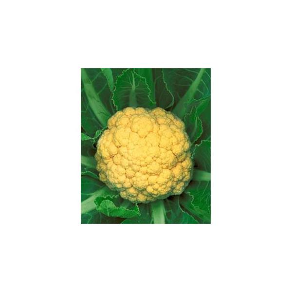 花蕾がオレンジ色のカリフラワー。断面は淡黄色。加熱調理後も変色なく食味がよい。生育は旺盛で作りやすい中早生種。花蕾は尻づまりのよいドーム形。茎外葉は一般カリフラワーと同様だが、結束すると着色を悪くするので不要。 容量：6本  ■この商品はメ...