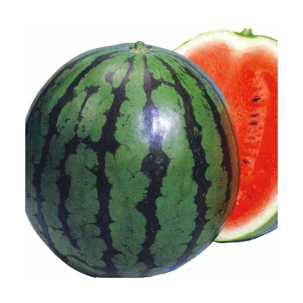 予約販売：4月以降発送 品種名：縞王 商品内容：接木苗 4本セット <br>緑色の皮にくっきりと出る縞、、真っ赤な果実。これぞスイカ、という品種です。